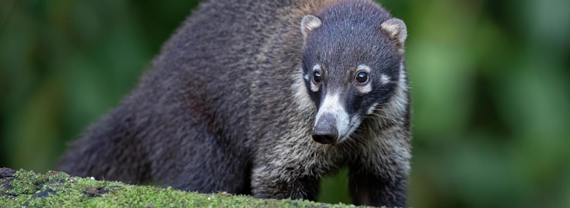 Tour | Costa Rica – Wildlife, Volcanoes & National Parks with Manuel ...
