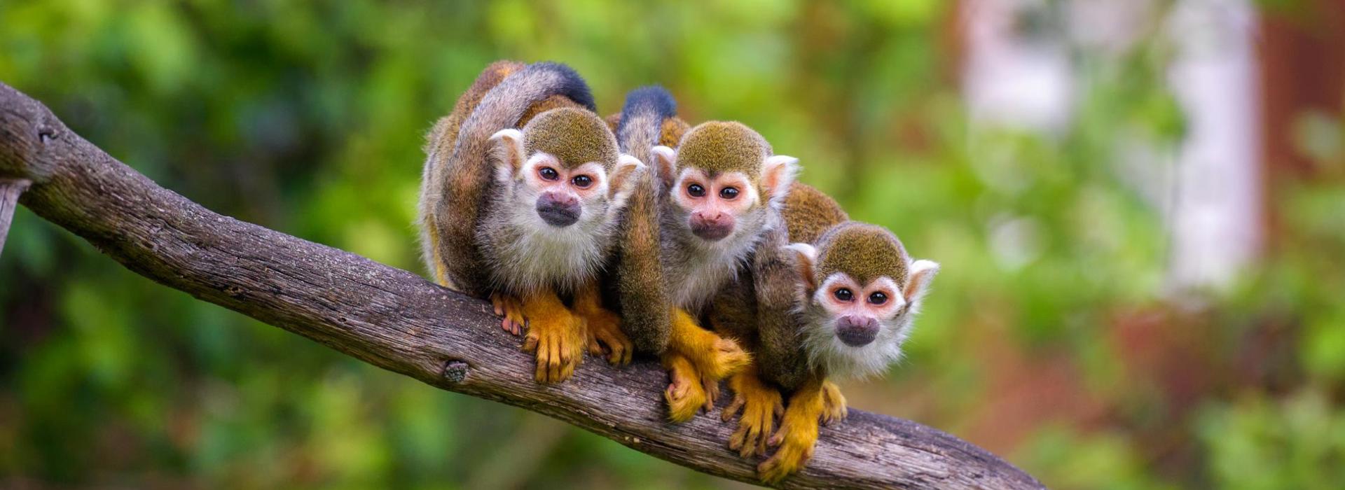 Tour | South American Explorer with Amazon Extension 2027 | Newmarket ...